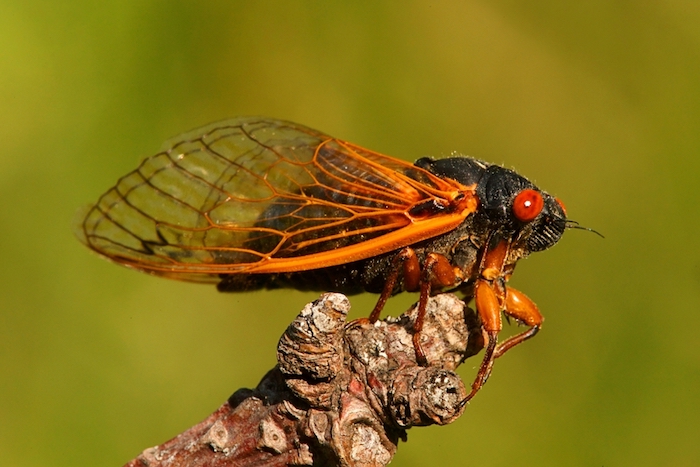 Can You Really Eat Cicadas? Here's What You Need to Know - SmorgasBurgh